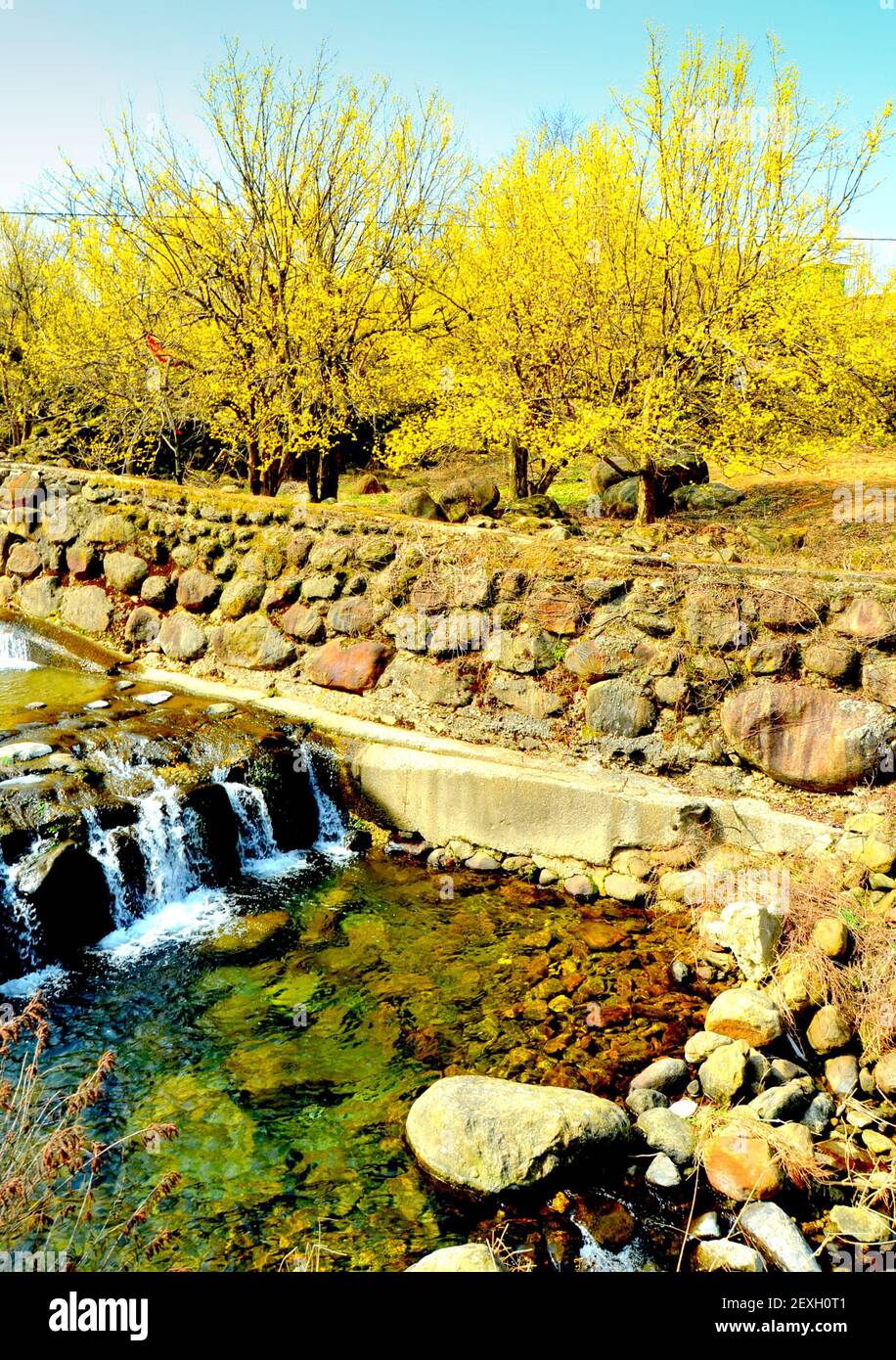Landscape of Gurye county (South Korea) during Sansuyu flower festival ...