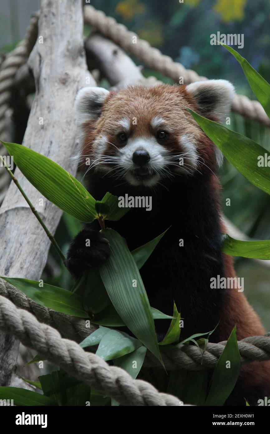 A vertical shot of a cute red panda on a tree at a zoo Stock Photo - Alamy