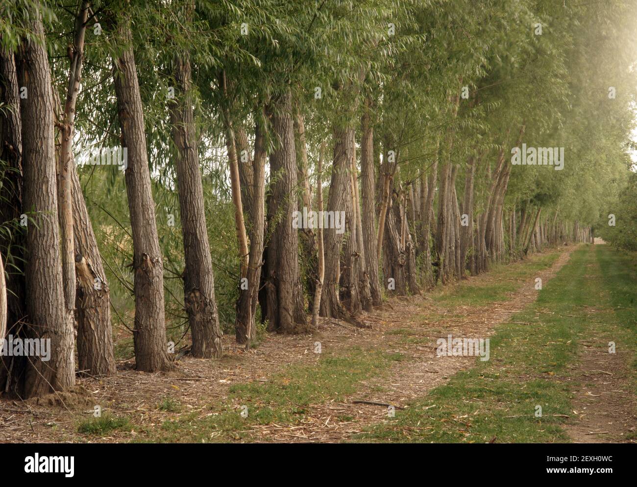 Trees Planted for Protection at the Orchard's Edge on Farm Road Stock ...