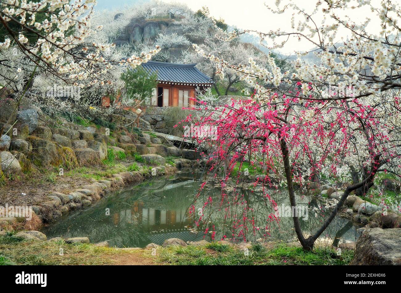 Traditional house (hanok) and pond in Maehwa village, Gwangyang, South ...