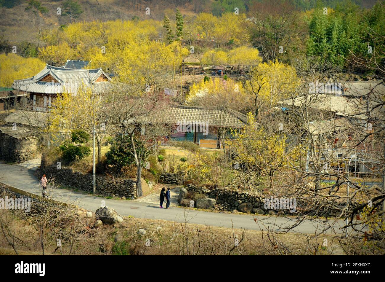 Landscape of Gurye county (South Korea) during Sansuyu flower festival ...