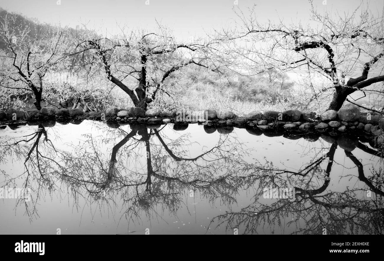 Apricot tree blossom Black and White Stock Photos & Images - Alamy