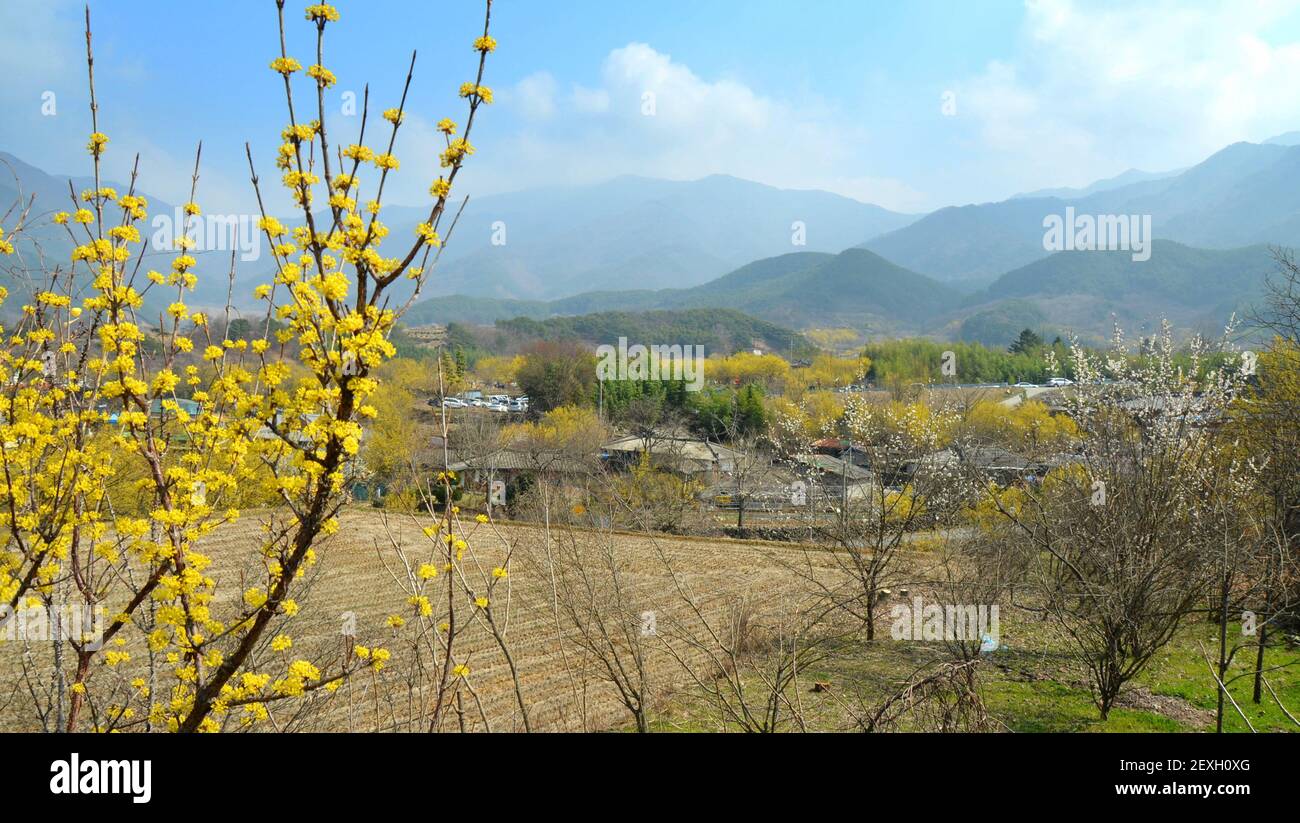 Cornus officinalis flower hi-res stock photography and images - Alamy