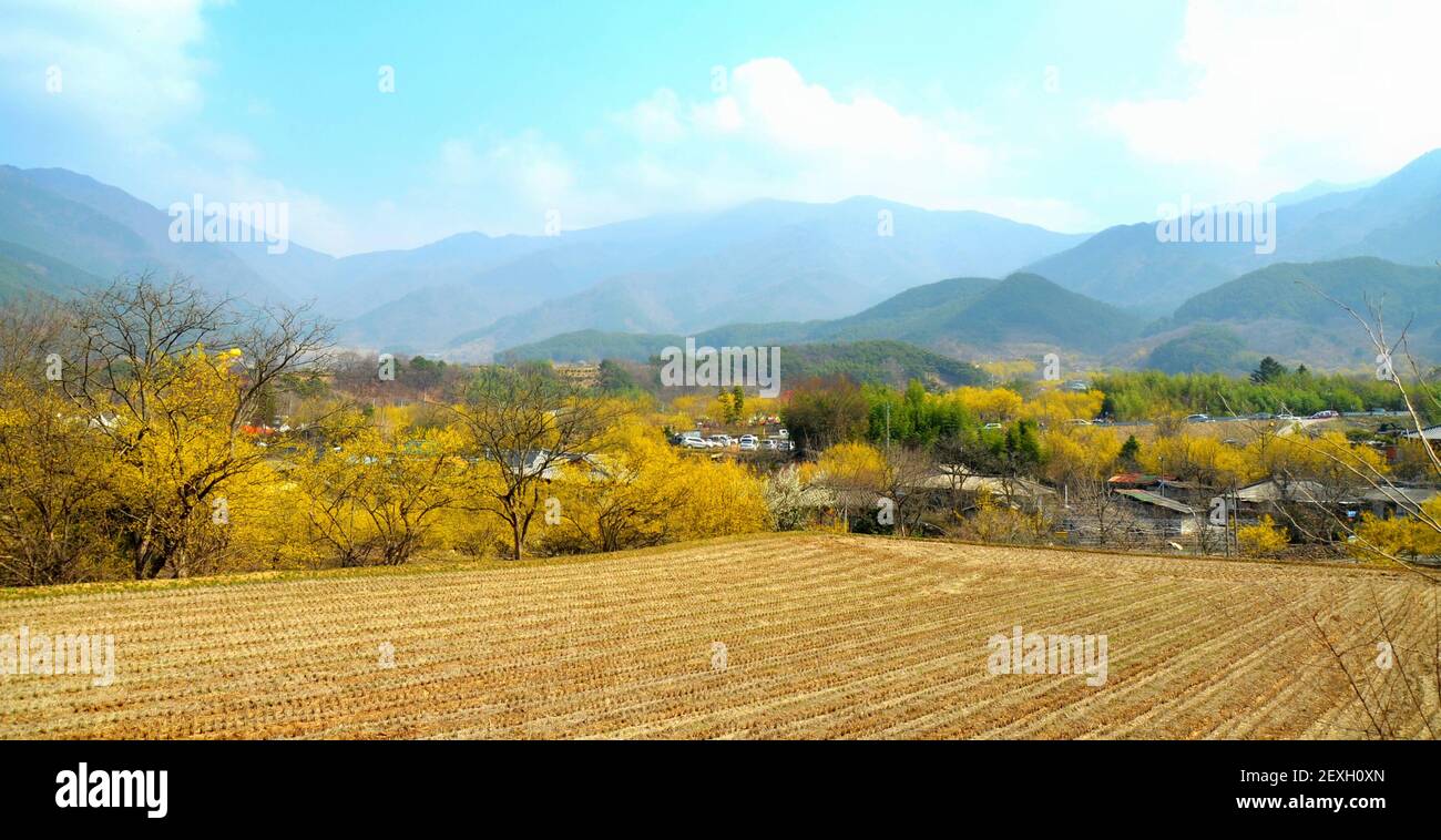 Cornus oficinalis hi-res stock photography and images - Alamy