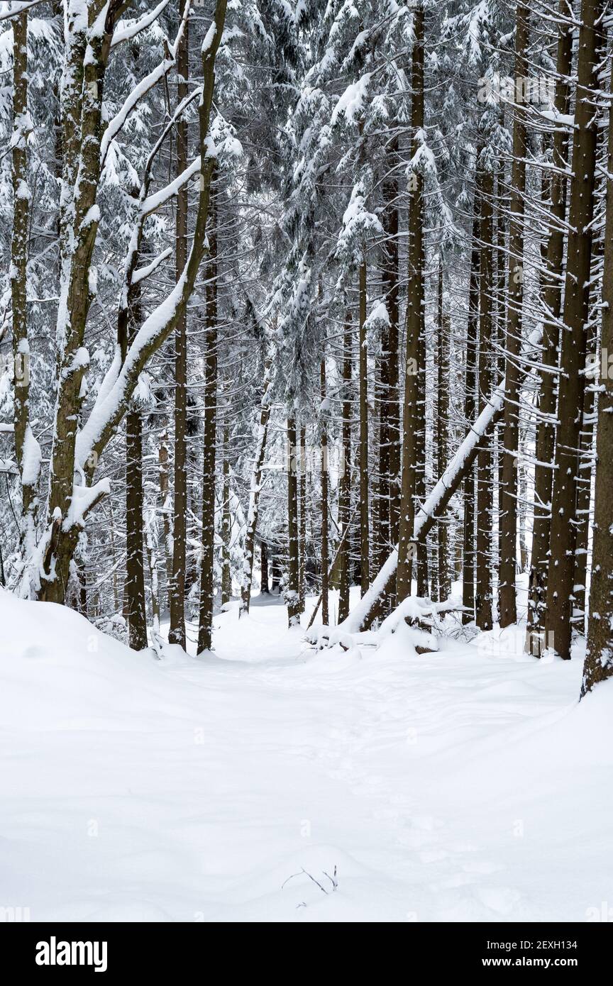 A vertical shot of snow-covered tree trunks in a winter forest Stock ...
