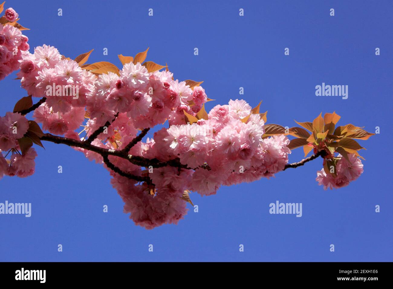 Purple pink trees vegetation hi-res stock photography and images - Alamy