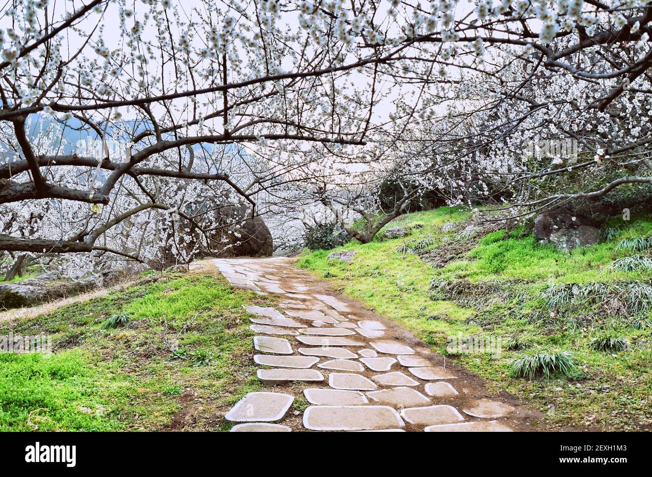 Spring landscape. Plum blossom trees in Gwangyang, Maehwa village ...
