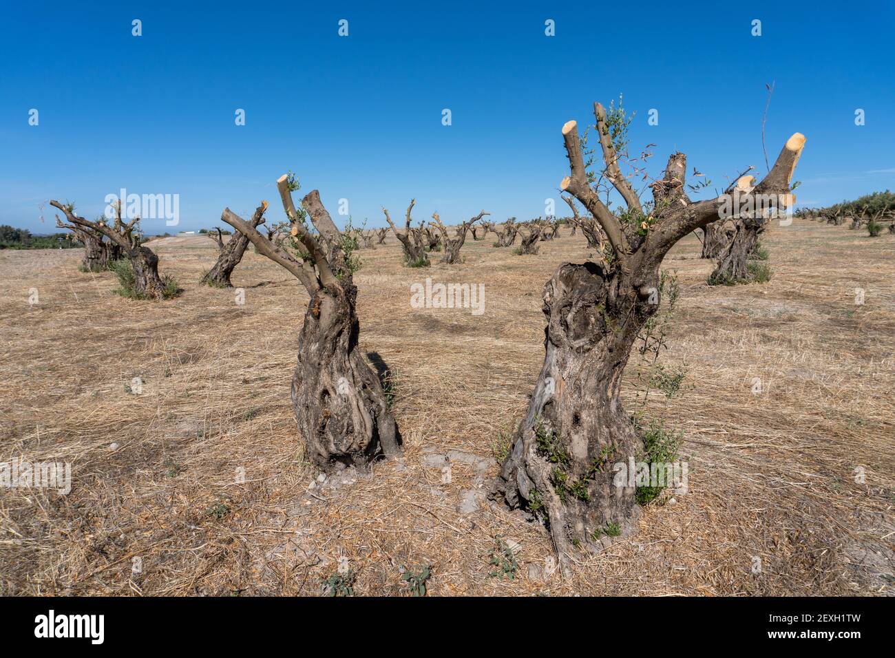 Stock photo of olive trees cut down due to deforestation in the ...
