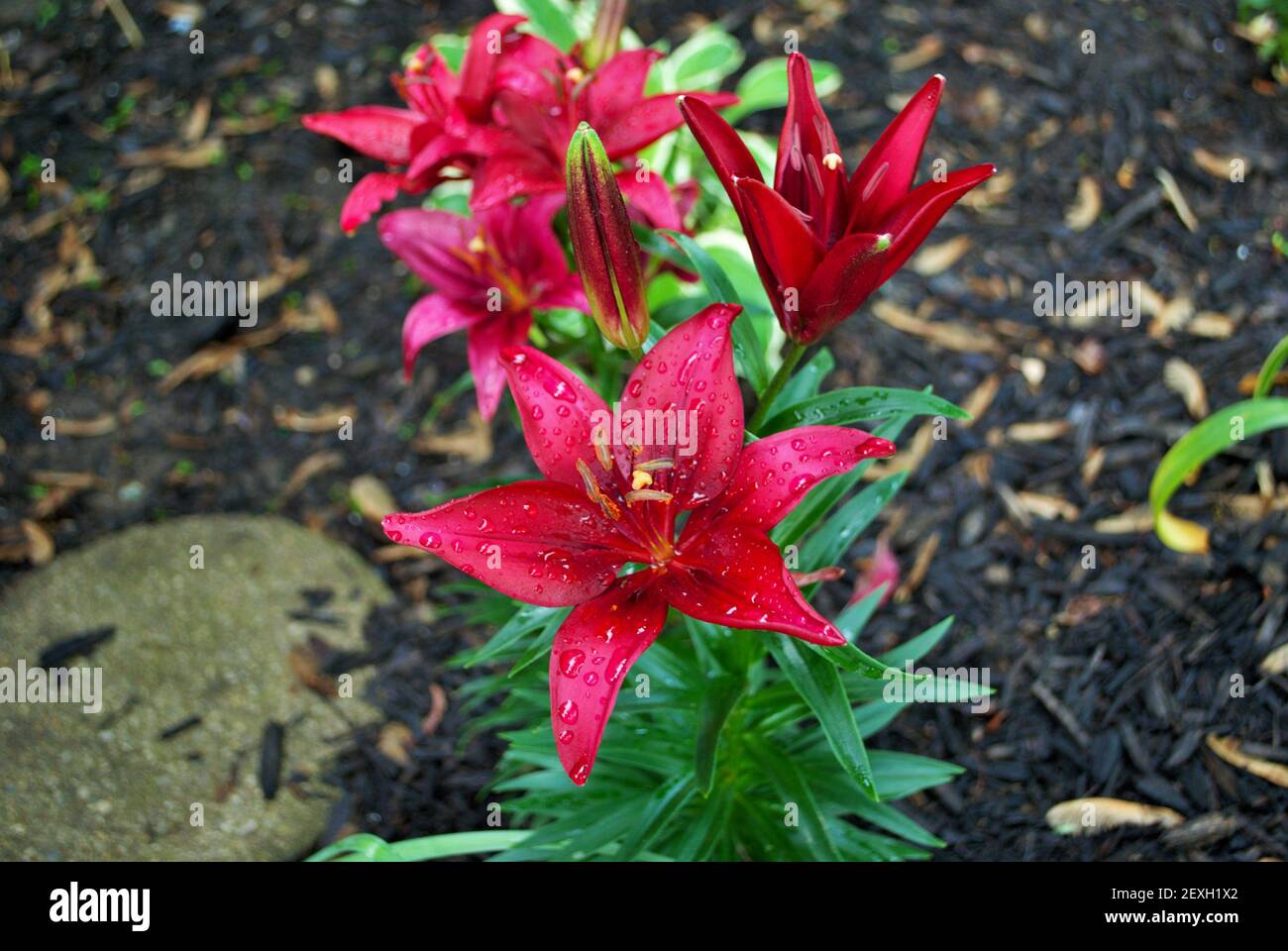 Red lily flower blooming early in the season spring Stock Photo - Alamy
