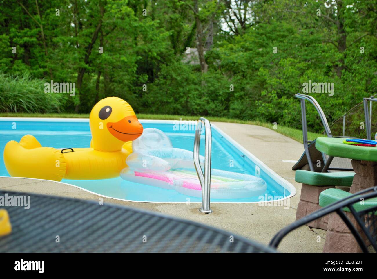 yellow duck inflatable floating in a backyard swimming pool Stock Photo ...