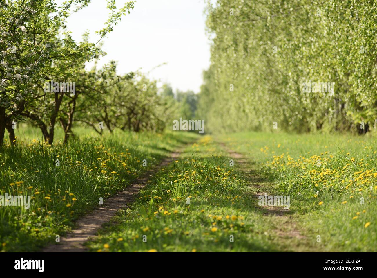 Sunny morning in spring orchard. Empty country road with green grass ...