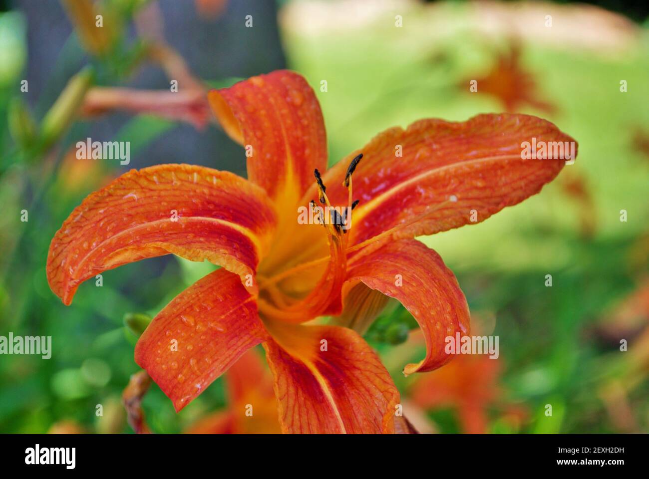 All season flower plants hi-res stock photography and images - Alamy