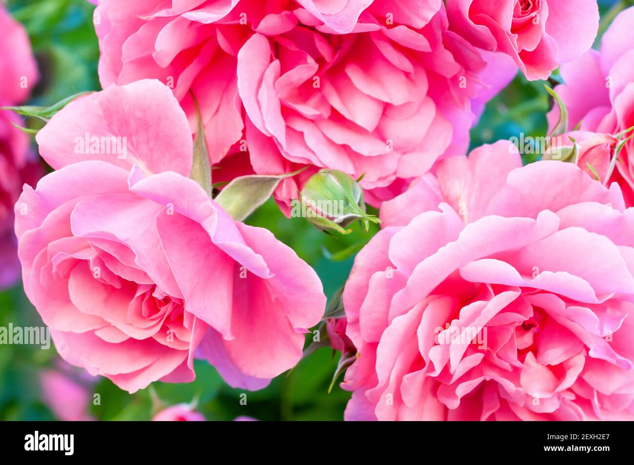 Flowering pink climbing roses Stock Photo - Alamy