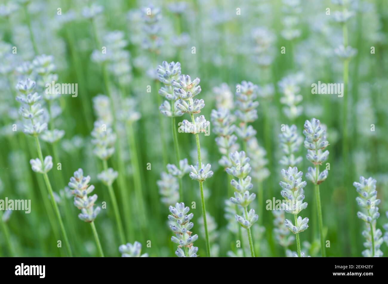 Beautiful blooming lavender growing hi-res stock photography and images ...