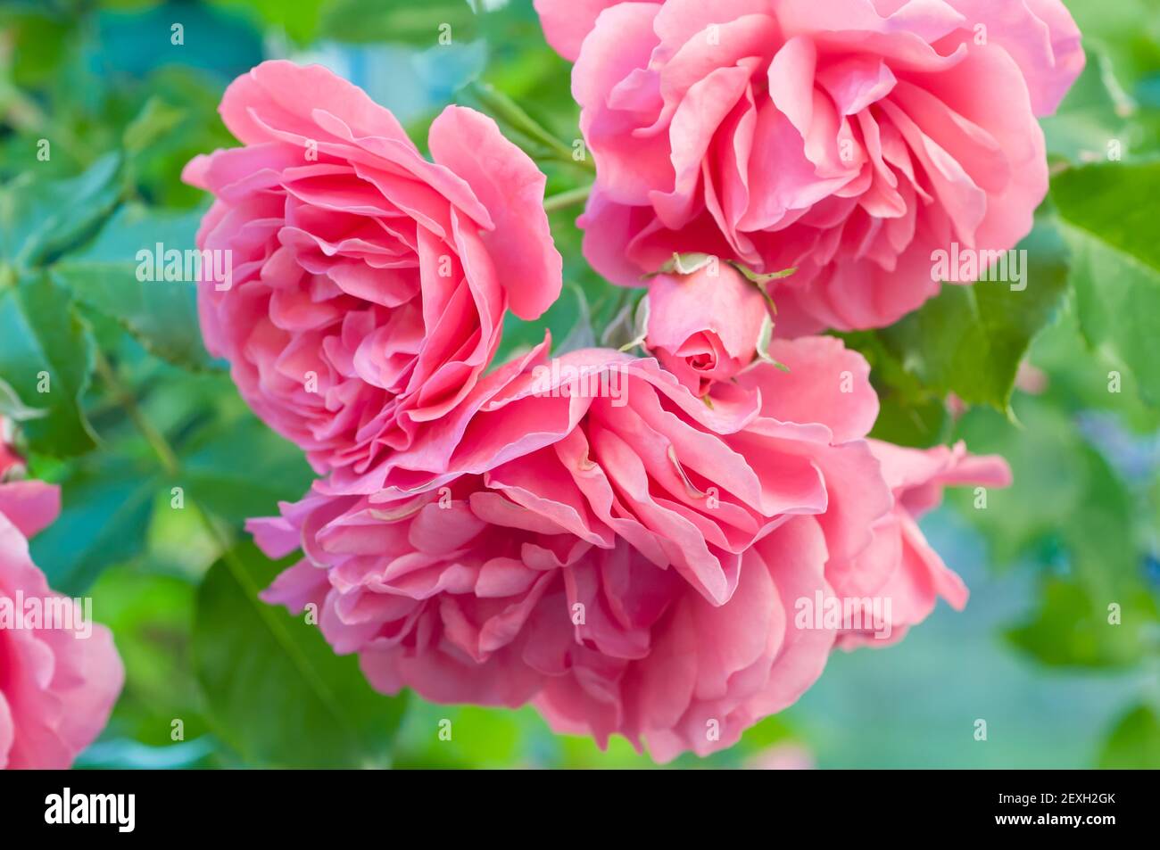 Pink climbing roses Stock Photo - Alamy
