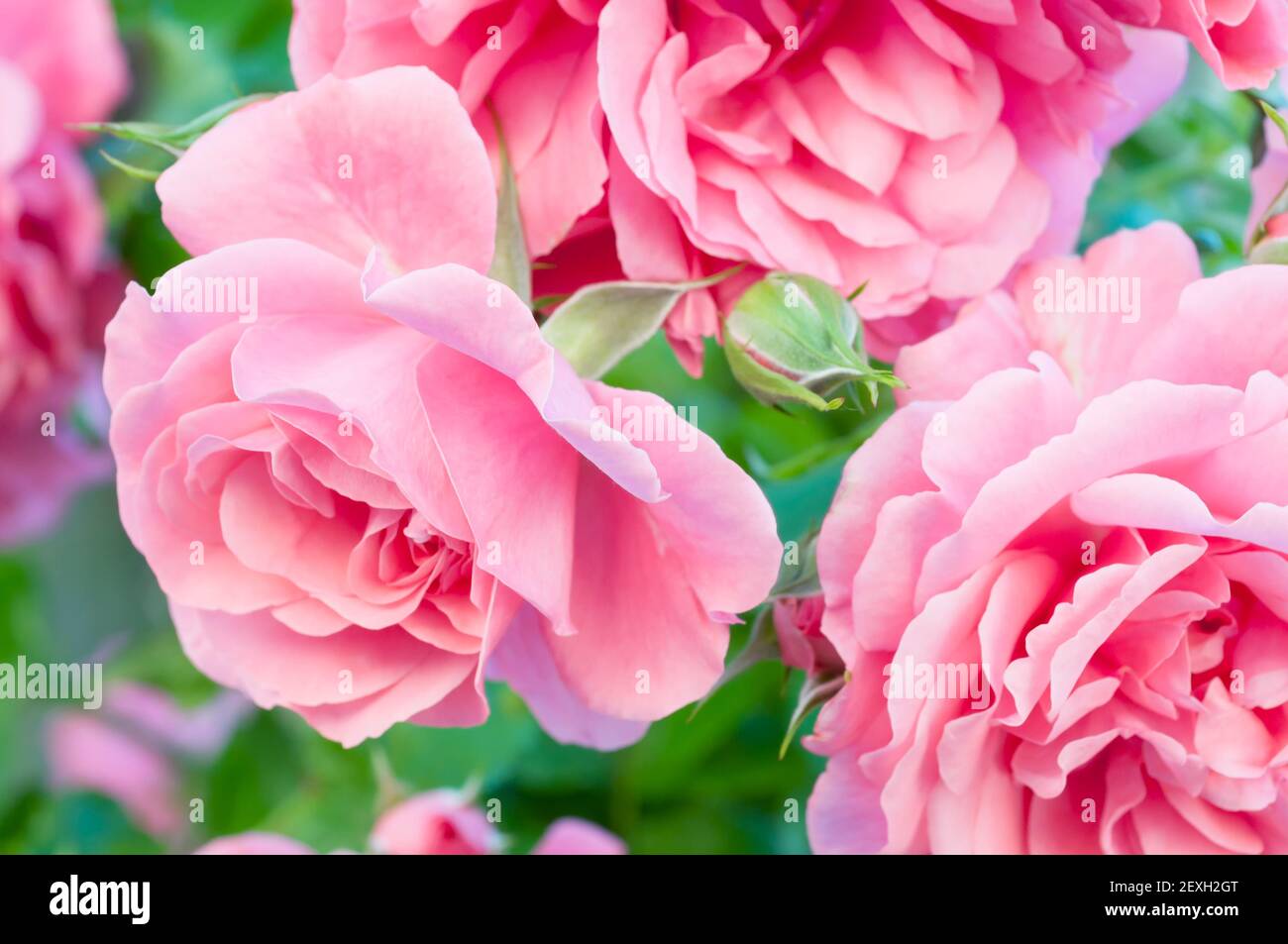 Climbing pink roses Stock Photo - Alamy