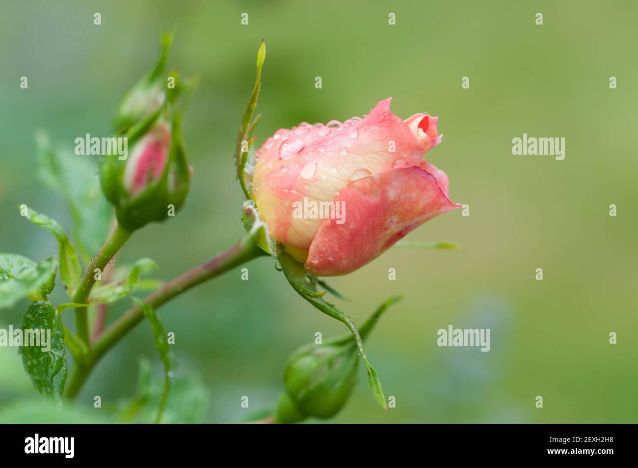 The bud of a rose just before flowering Stock Photo - Alamy