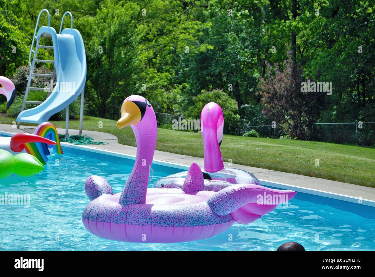 pink flamingo inflatable floating in a backyard swimming pool Stock ...