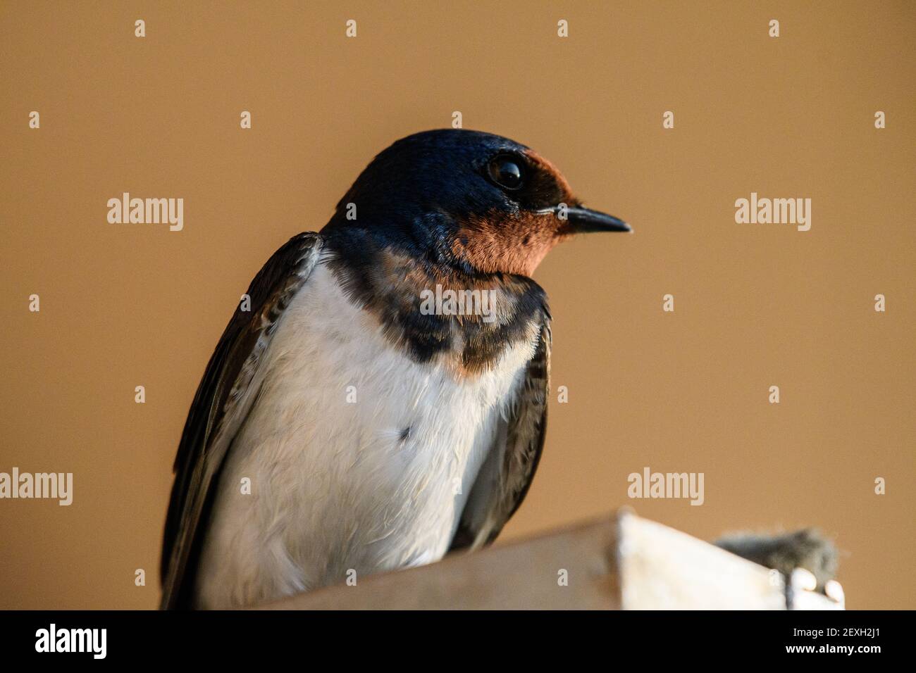 A beautiful portrait of an adorable swallow on the brown background ...