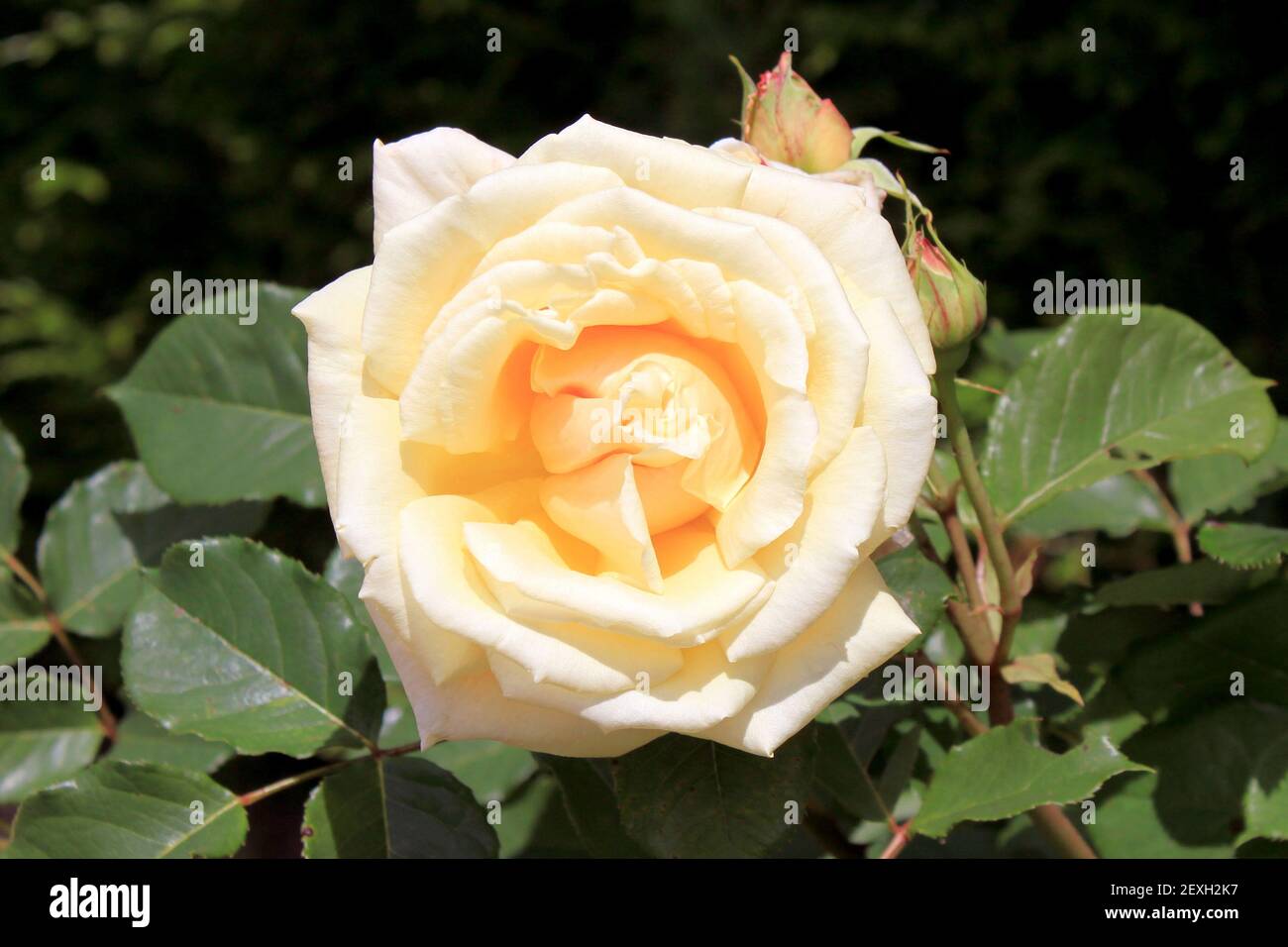 Rose nursery hi-res stock photography and images - Alamy