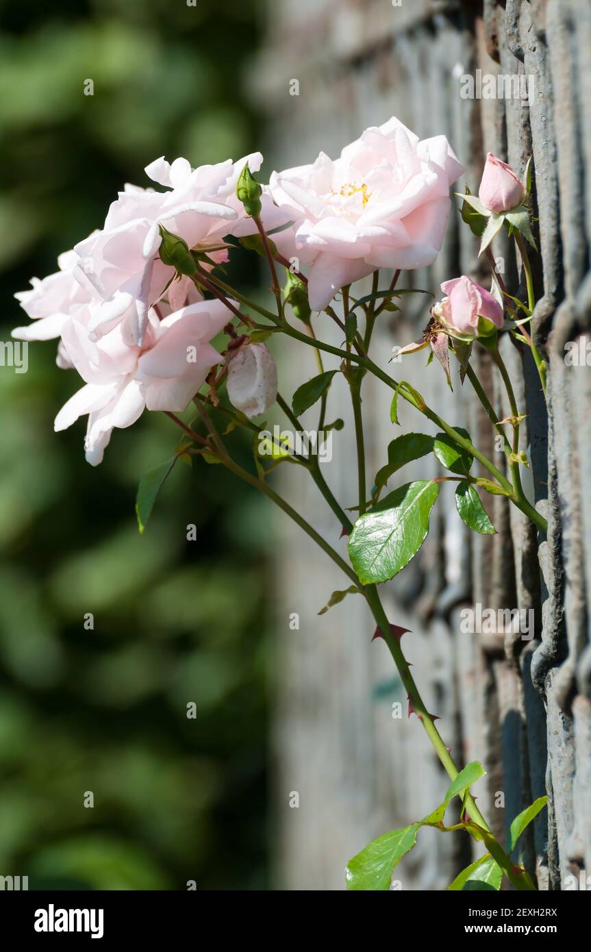 Pale pink rose Stock Photo - Alamy