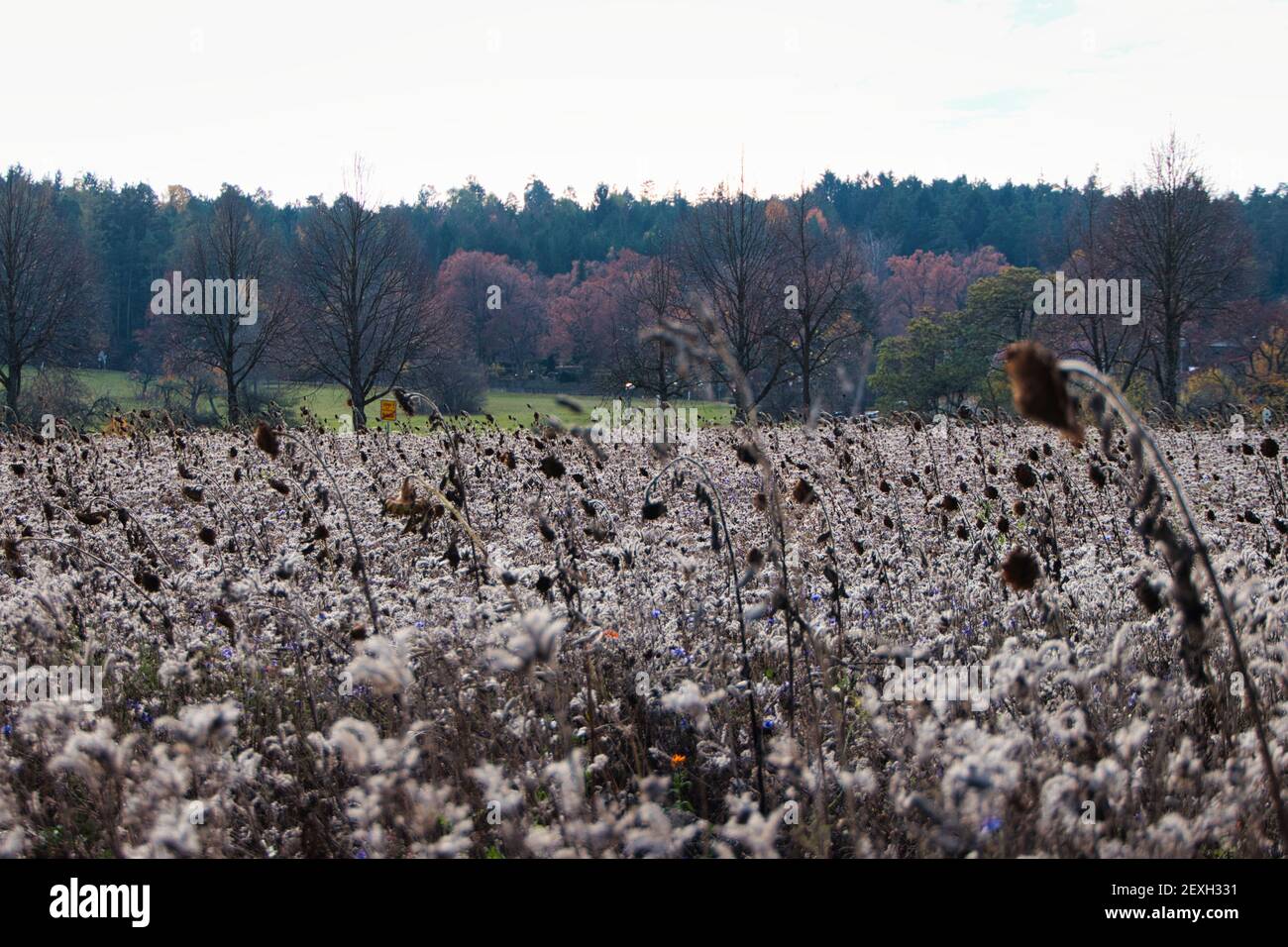 A dry flower field on forest background Stock Photo - Alamy
