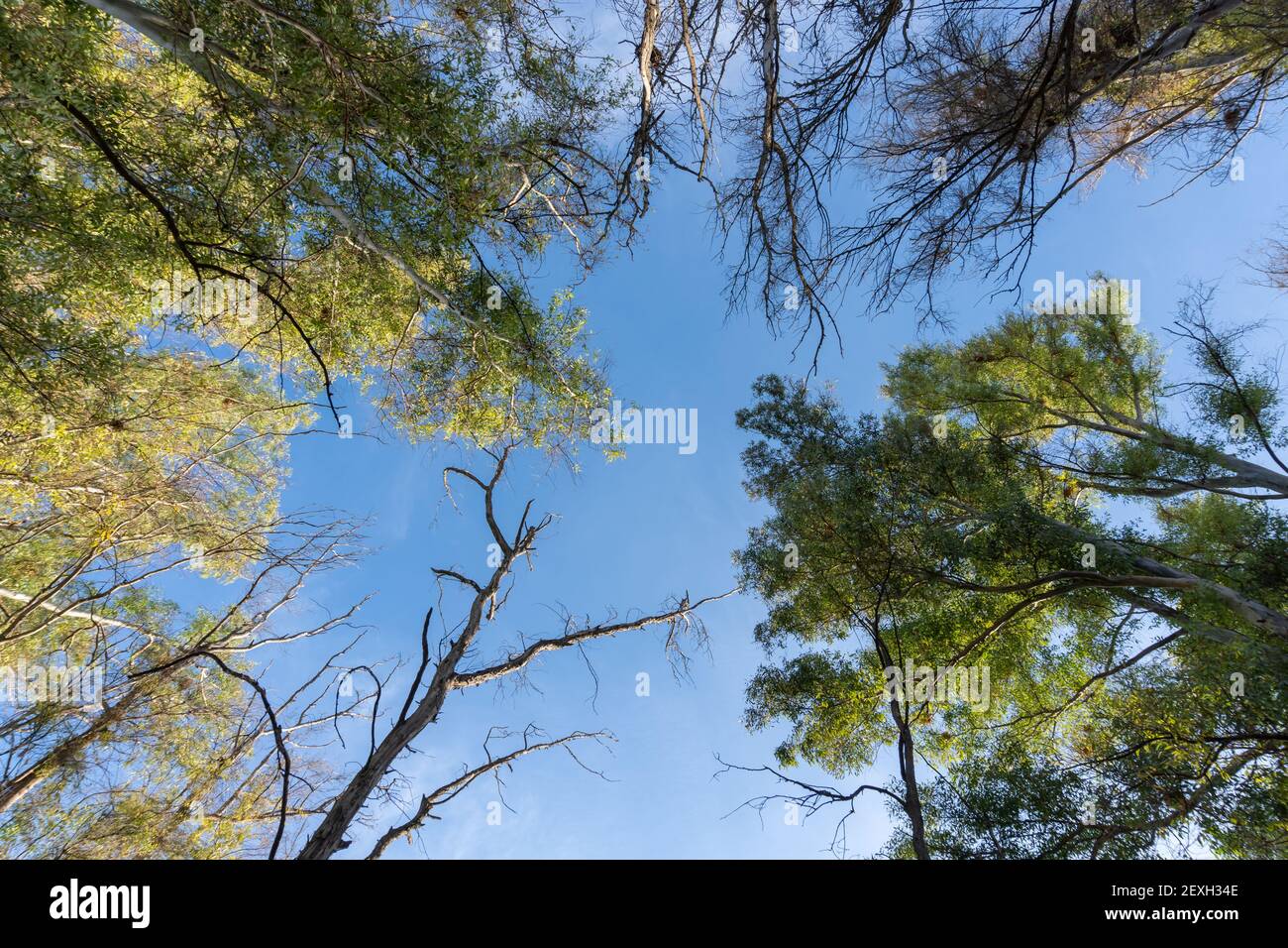 Stock photo of beautiful trees against blue sky in sunny day Stock ...