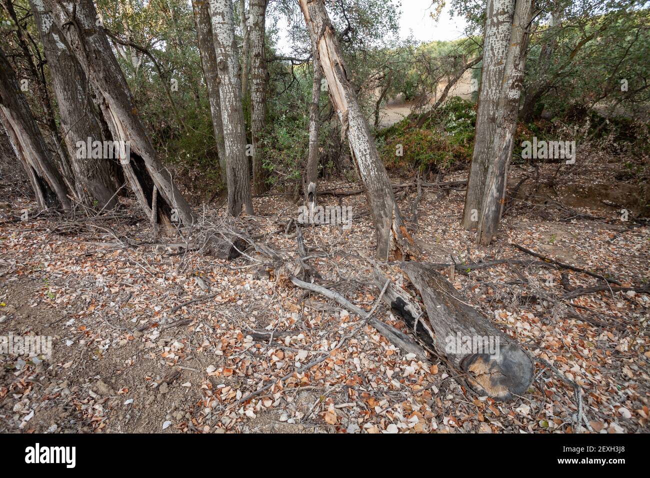 Stock photo of the forest surrounded by trees with fallen autumn leaves ...