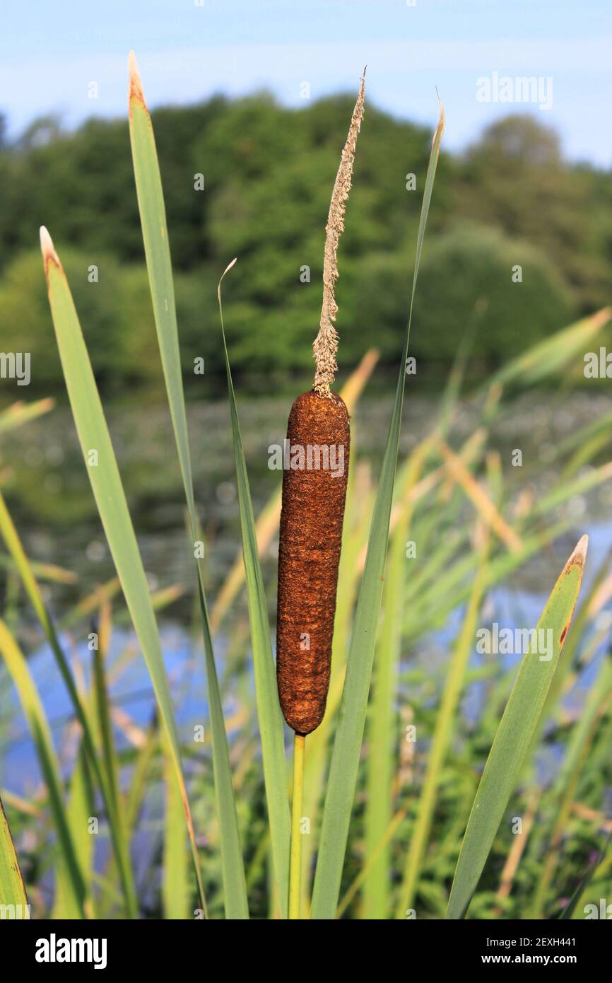 Reed leaves hi-res stock photography and images - Alamy