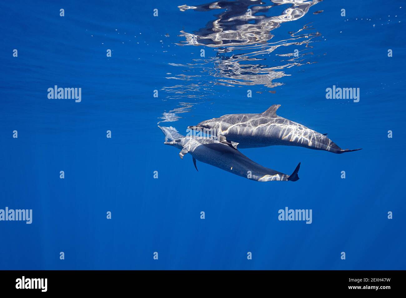 pantropical spotted dolphins, Stenella attenuata, in open ocean, South ...
