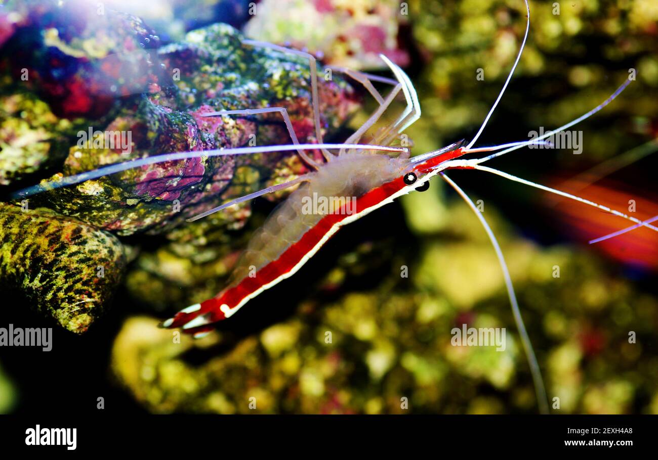 Skunk cleaner saltwater reef shrimp - Lysmata amboinensis Stock Photo ...