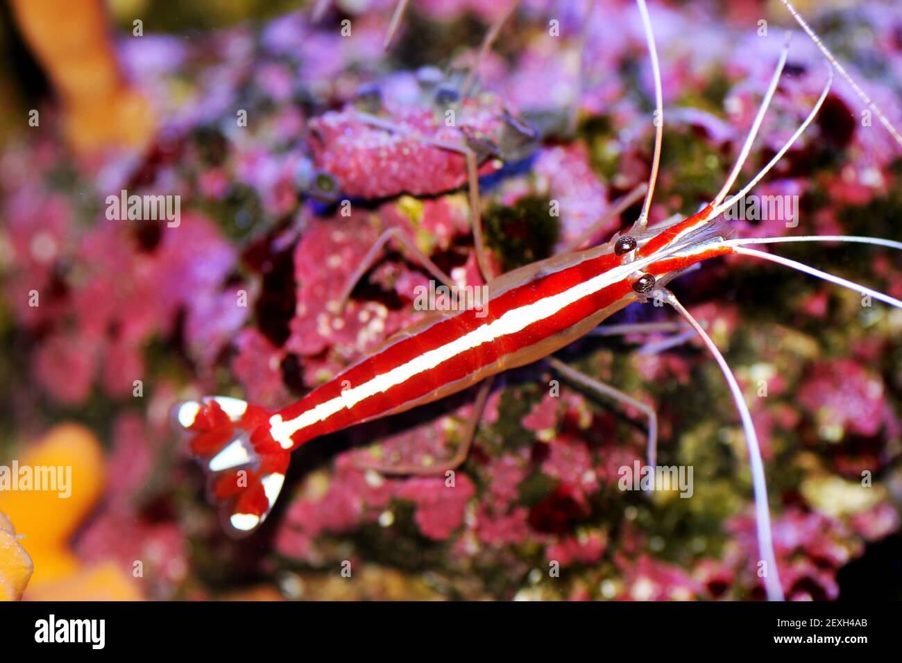 Skunk cleaner shrimp hi-res stock photography and images - Alamy
