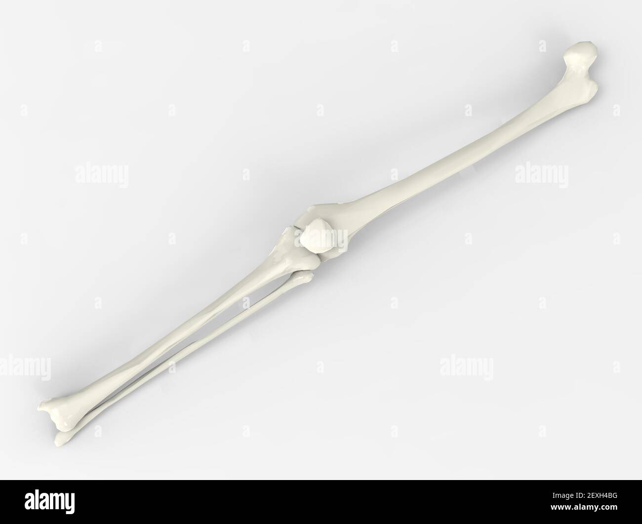 Model of human bones, knee, 3D render Stock Photo - Alamy