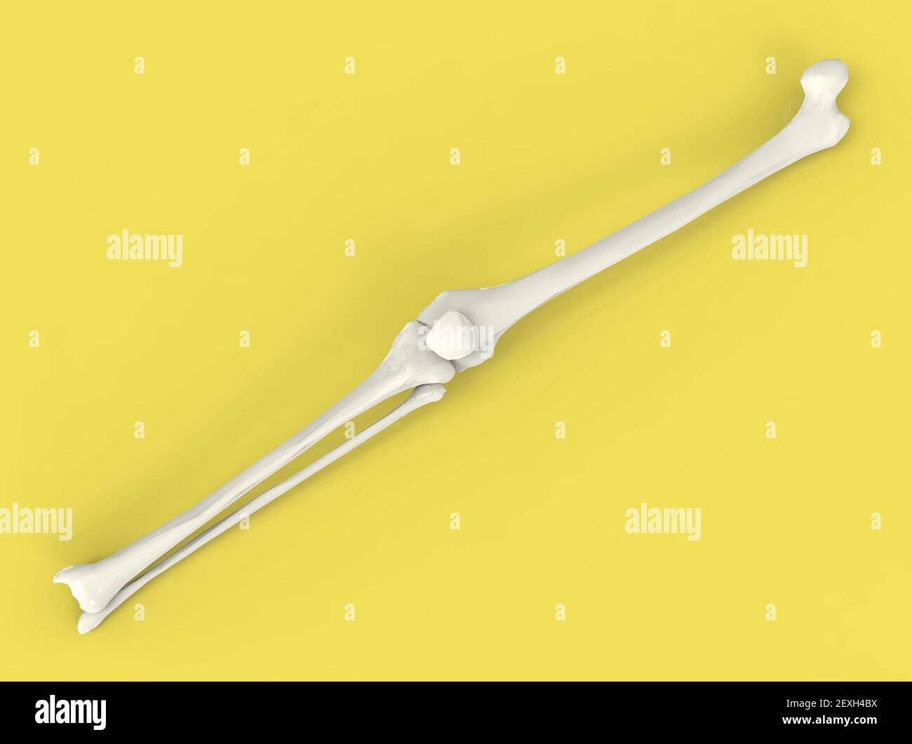 Human hip bones hi-res stock photography and images - Alamy