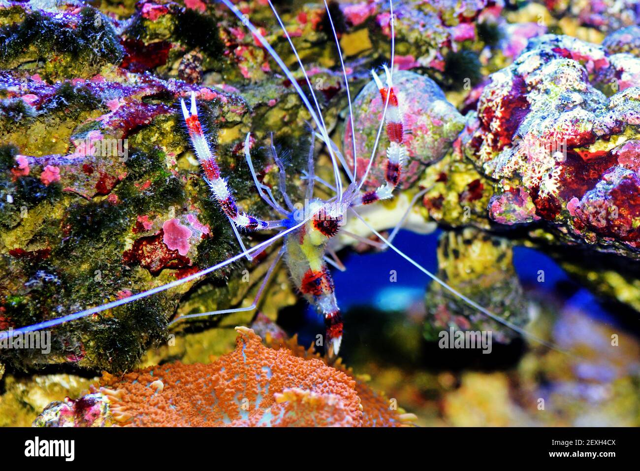 Boxer banded coral shrimp - Stenopus hispidus Stock Photo - Alamy