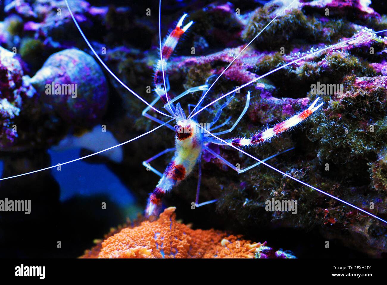 Boxer banded coral shrimp - Stenopus hispidus Stock Photo - Alamy