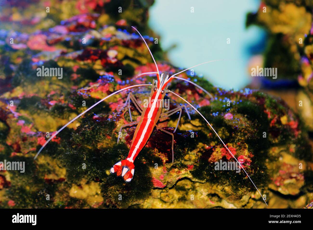 Skunk cleaner shrimp hi-res stock photography and images - Alamy