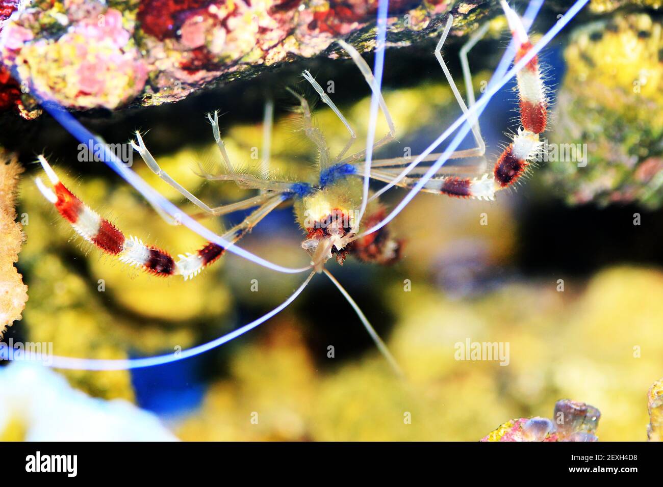 Boxer banded coral shrimp - Stenopus hispidus Stock Photo - Alamy