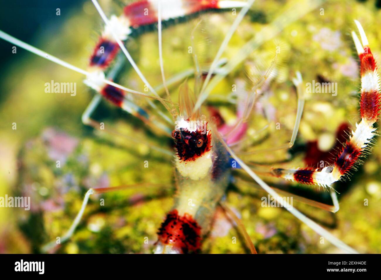 Boxer banded coral shrimp - Stenopus hispidus Stock Photo - Alamy