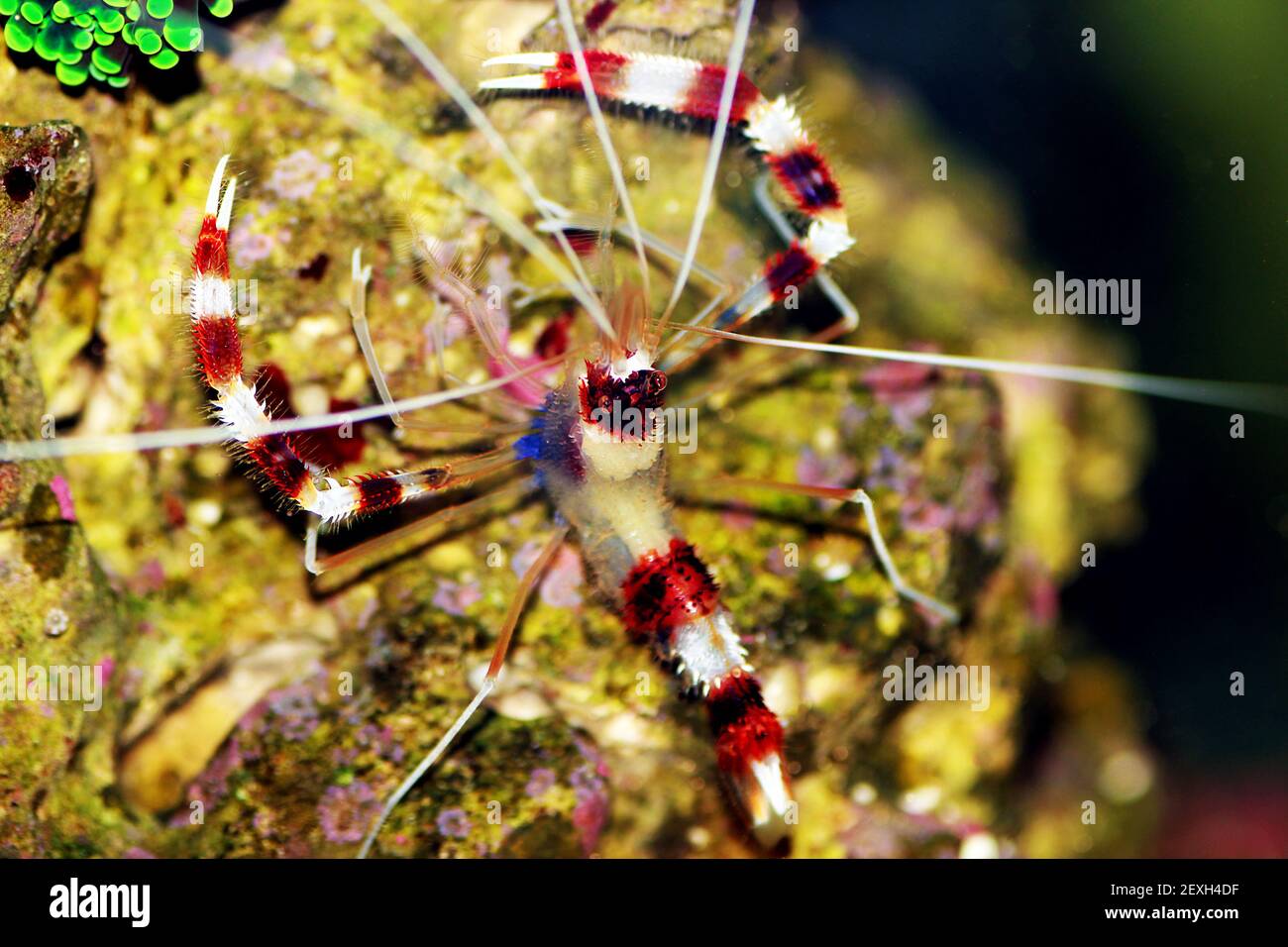 Boxer banded coral shrimp - Stenopus hispidus Stock Photo - Alamy