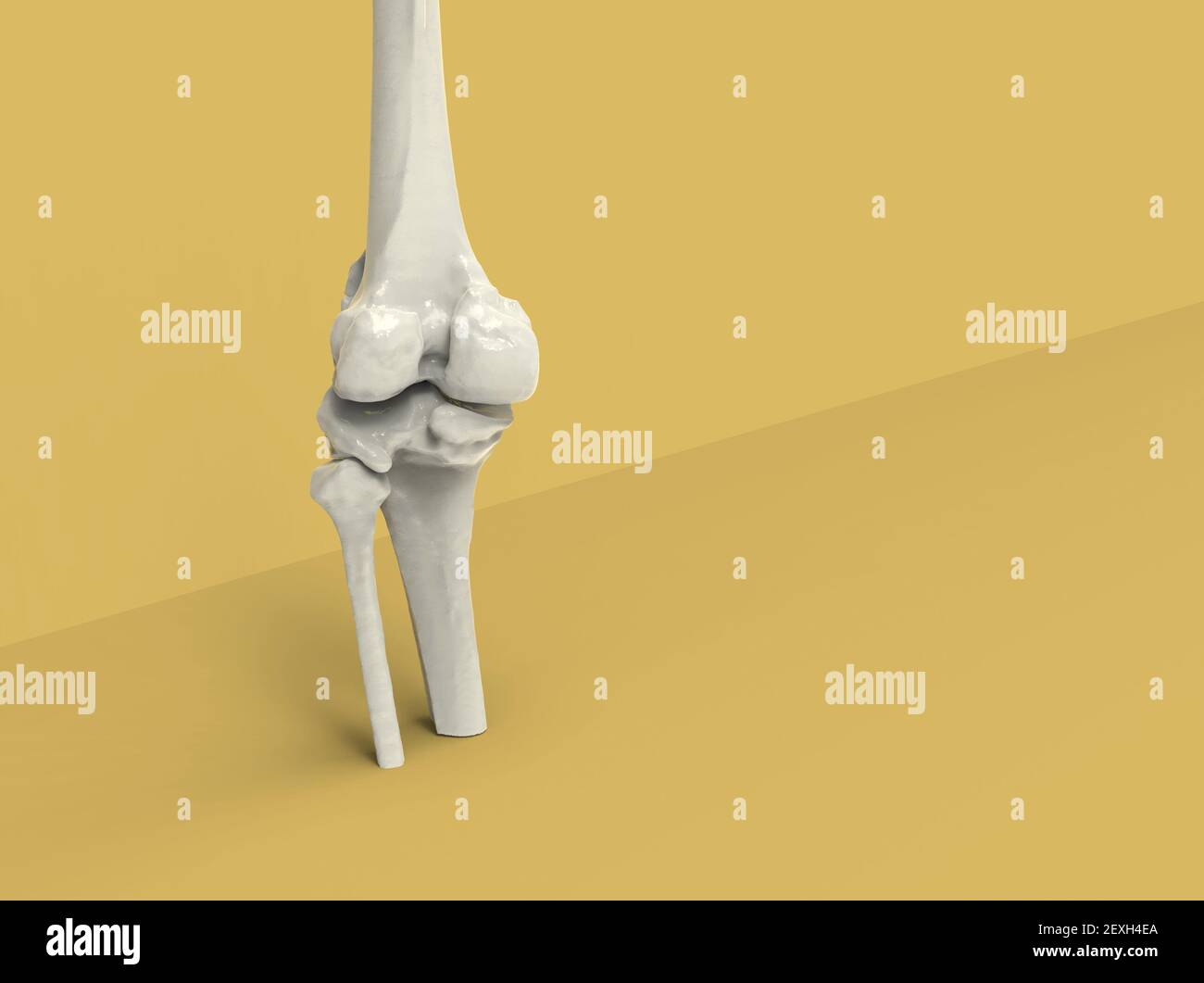Human knee anatomy artwork hi-res stock photography and images - Alamy