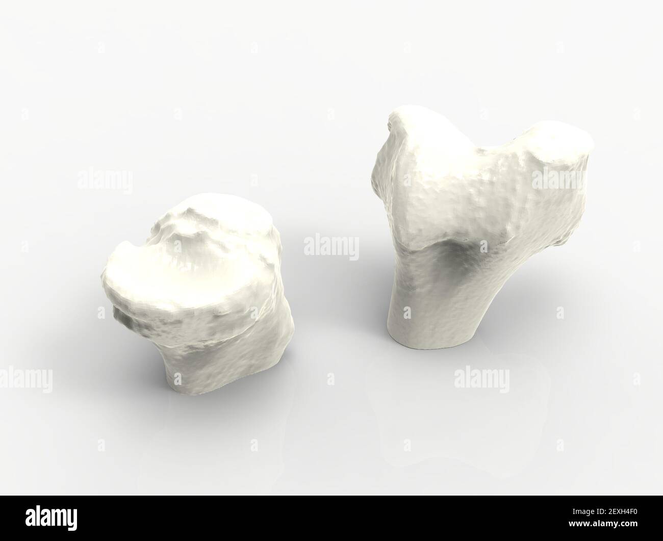 Model of human bones of the knee, femur and tibia, 3D render Stock ...