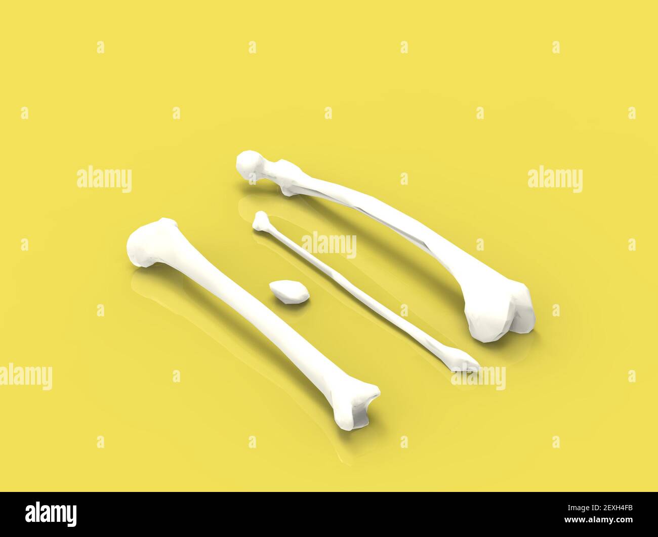 Human knee anatomy leg hi-res stock photography and images - Alamy