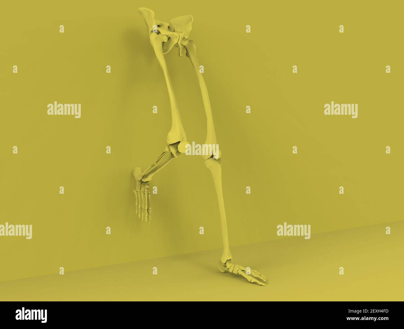 Model of human legs and hips on yellow background, 3D render Stock ...