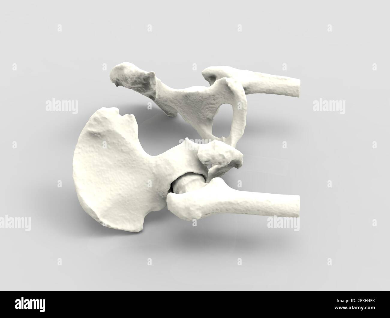Hip structure hi-res stock photography and images - Alamy