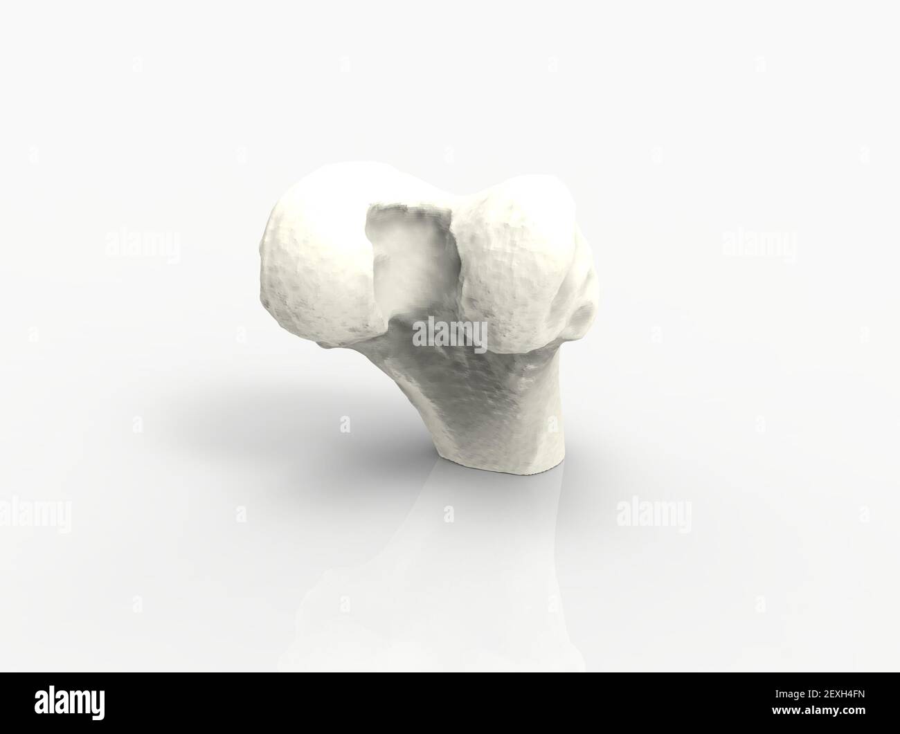 Human femur bone hi-res stock photography and images - Alamy