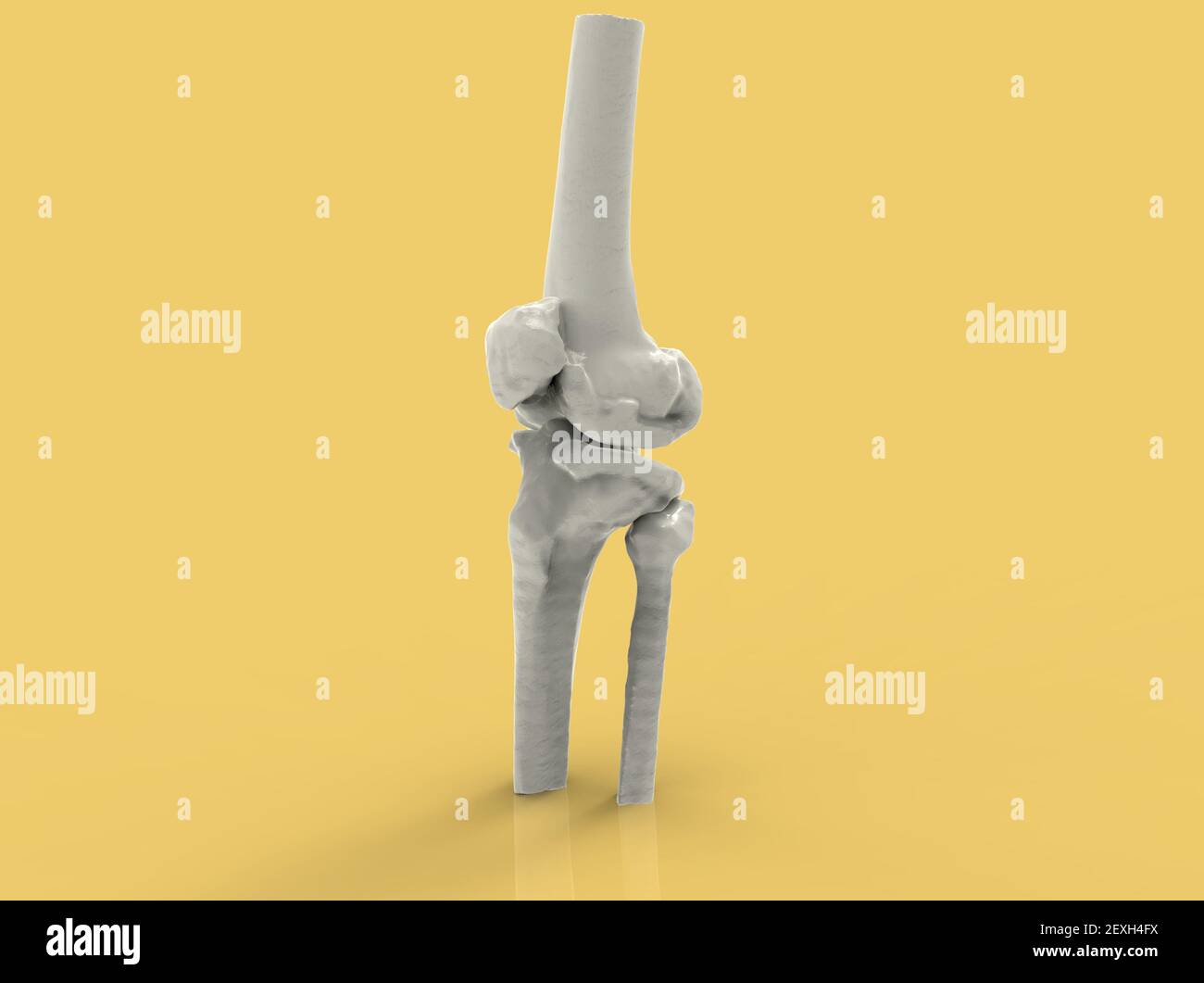 Model of human bones, knee, 3D render Stock Photo - Alamy