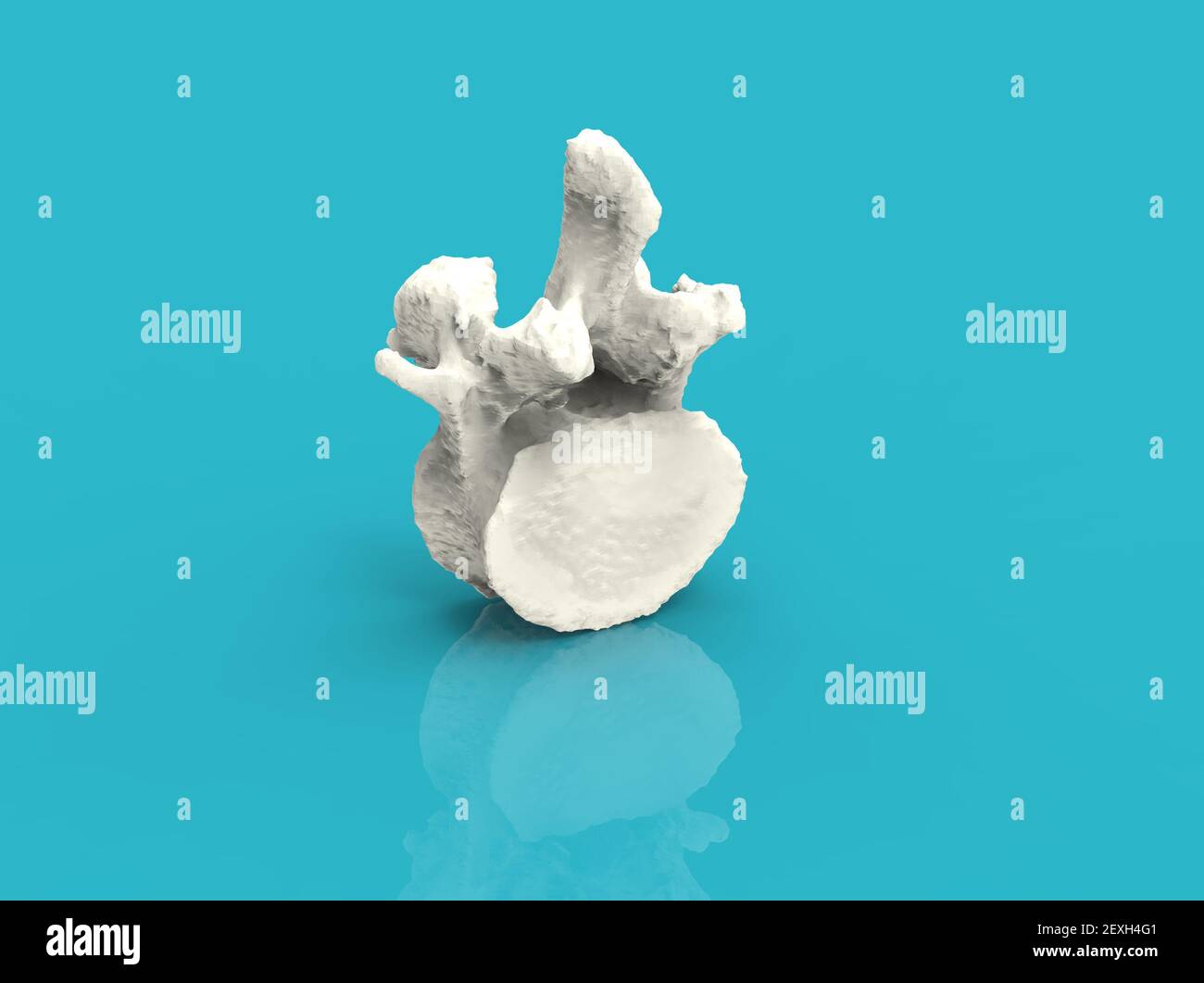 Model of human spine- vertebra, 3D render Stock Photo - Alamy