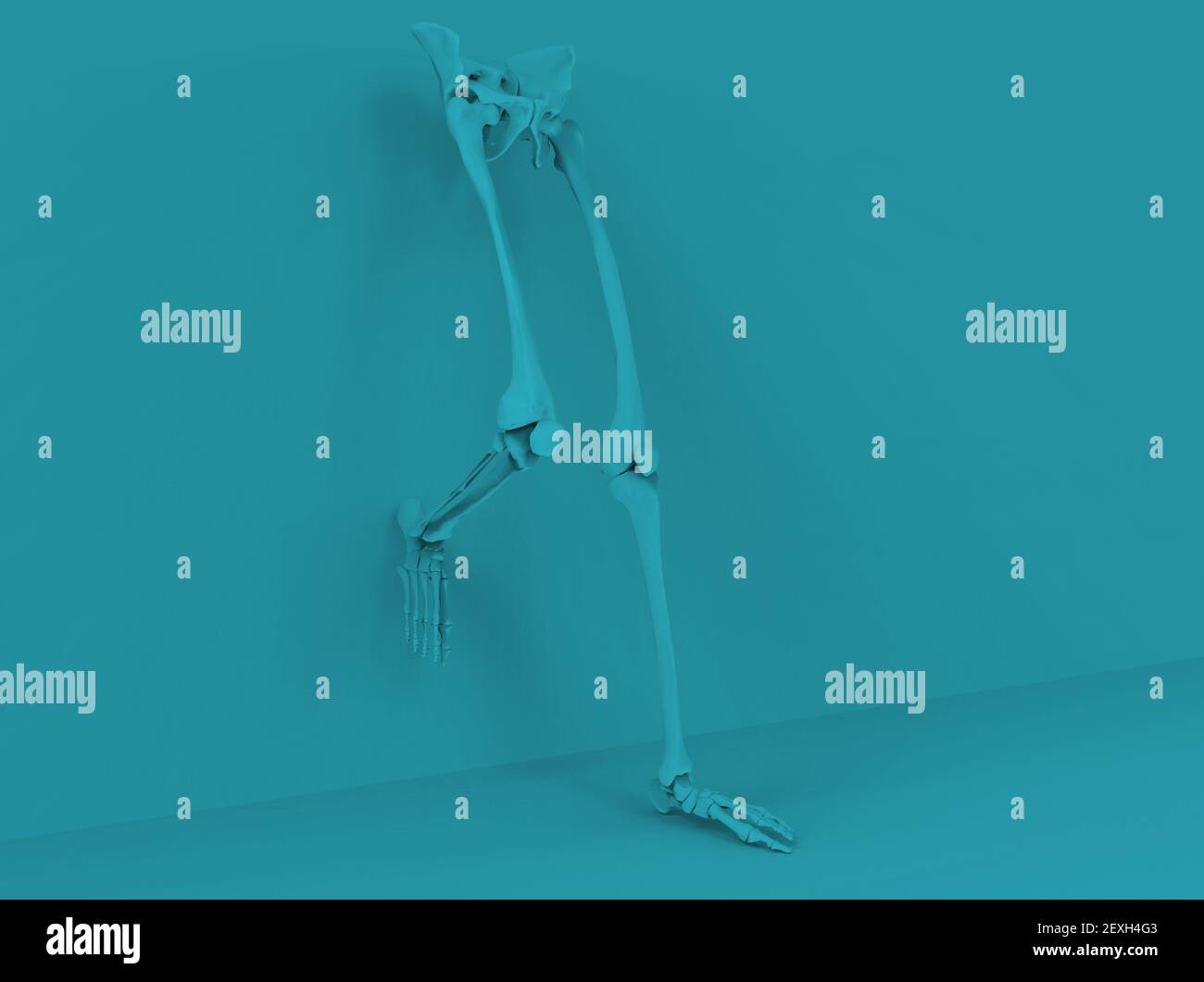 Human foot anatomical model hi-res stock photography and images - Alamy