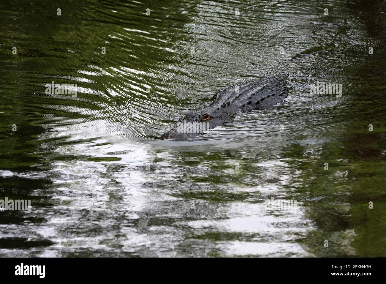 Reflections of alligator in water hi-res stock photography and images ...